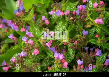 Full frame of bright colors of pulmonaria as a backdrop Stock Photo - Alamy