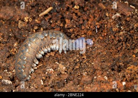 New Zealand peripatus / Velvet worm (Peripatoides novaezealandiae ...