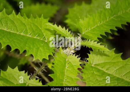 Ongaonga / New Zealand stinging nettle (Urtica ferox) close up of the ...