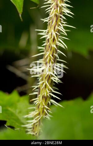 Ongaonga / New Zealand stinging nettle (Urtica ferox) close up of the ...