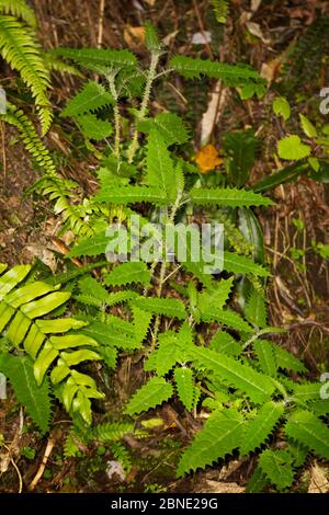 Ongaonga / New Zealand stinging nettle (Urtica ferox) close up of the ...