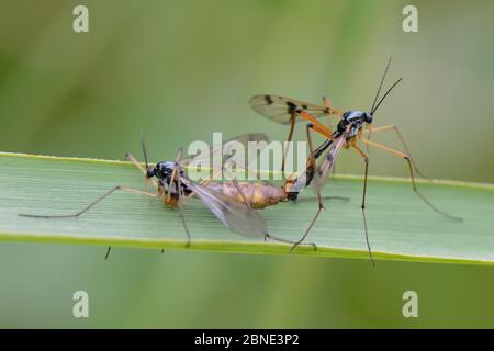 phantom crane fly Ptychoptera mating on plant stem Stock Photo - Alamy