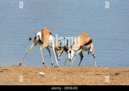 Springbok (Antidorcas marsupialis) rams play fighting in front of ...