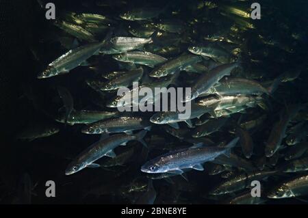 Baikal omul ( Coregonus migratorius ), Lake Baikal, Siberia, Russia ...
