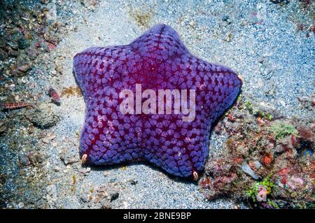 Cushion starfish [Halityle regularis] on sea bed. Lembeh, Sulawesi ...