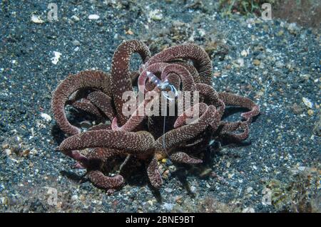 Armed anemone (Dofleinia armata) with a Magnificent shrimp (Ancylomenes ...