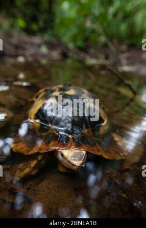 Forest hingeback tortoise (Kinixys erosa) in shallow woodland pool ...