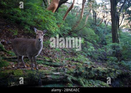 Yakushima Sika Deer (Cervus nippon yakushimae) male, Yakushima National ...