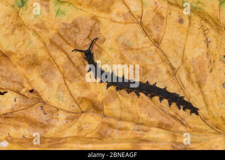 Velvet Worm: Peripatus novaezealandiae. Controlled, captive specimen ...