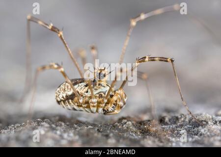 Spiny-Headed Harvestman (Megabunus diadema) showing prominent spines ...