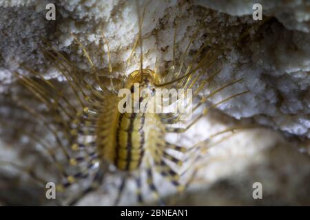 European House Centipede (Scutigera coleoptrata) in limestone cave ...