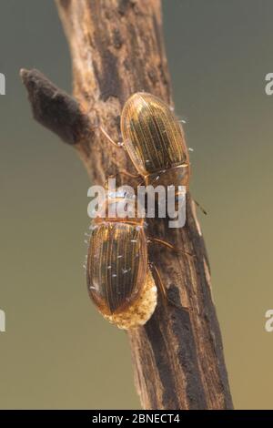 Water Scavenger Beetles (Hydrophilidae) Insecta Stock Photo - Alamy