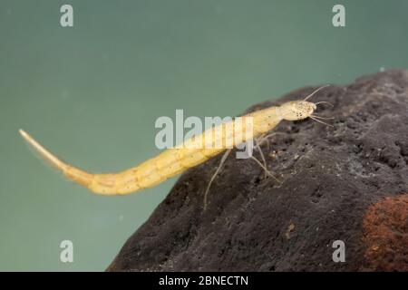 Diving beetle larva (Cybister lateralimarginalis Stock Photo - Alamy