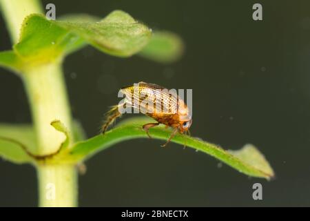 Diving beetle (Haliplus ruficollis) crawling in freshwater Bryozoan ...