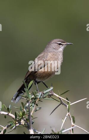Karoo Robin or Scrub Robin, Cercotrichas coryphaeus, perching on twig ...