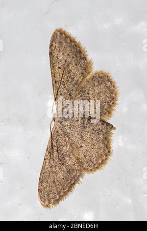 Small dusty wave moth (Idaea seriata). British insect in the family ...
