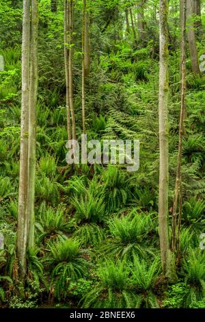 Western sword fern on ravine slope, Mahon Park, North Vancouver ...