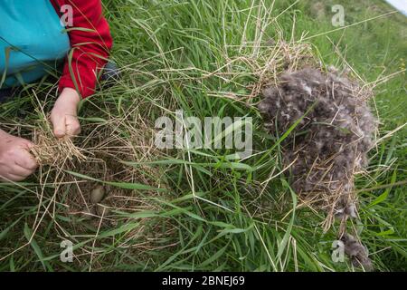 Person harvesting Eider down feathers from Eider duck (Somateria ...