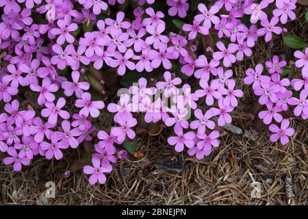 Rock Soapwort or Tumbling Ted (Saponaria ocymoides), Provence Stock ...