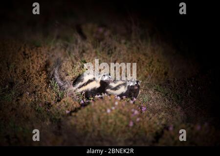 STRIPED POLECAT or ZORILLA Ictonyx striatus with rodent prey Zimbabwe ...