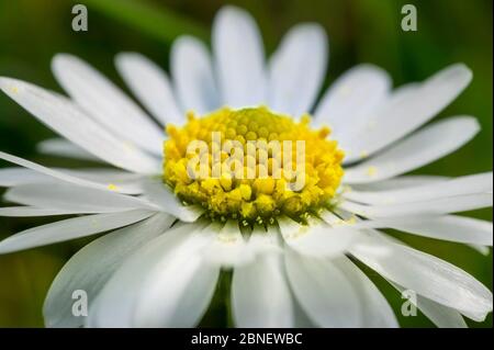 Enlarged section of the daisy flower. An explosion of color and details ...