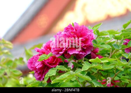 Poney flowers in the Summer Palace are blooming nearby Renshoudian of ...