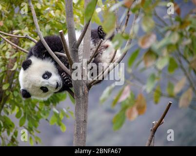 --FILE--Naughty pandas enjoy their cozy lives by climbing trees ...