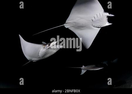 Munk's devil rays, mobula munkiana, swimming in shallow waters during ...