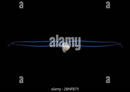 A mollusk on a blackwater dive in Florida Stock Photo - Alamy