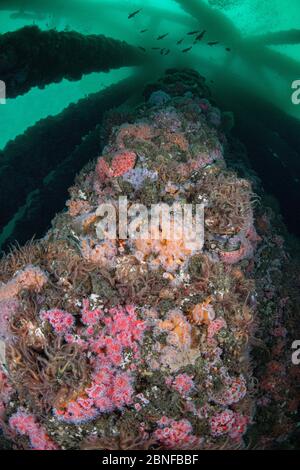 Pillars of the Ellen Oil Rig in California Stock Photo - Alamy