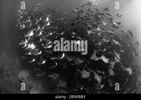 The annual mobula ray migration Stock Photo - Alamy