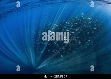 The annual mobula ray migration Stock Photo - Alamy