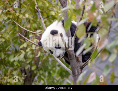 --FILE--Naughty pandas enjoy their cozy lives by climbing trees ...