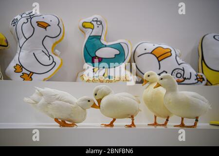 Cole ducks stand on a table in a cole duck experience store in ...
