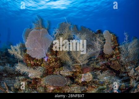 Cayman Islands, Grand Cayman, Underwater coral reefs and tube sponges ...