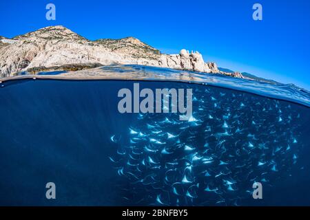 The annual mobula ray migration Stock Photo - Alamy