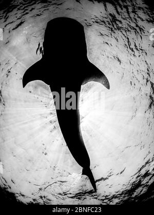 A whale shark swimming just below the surface Stock Photo - Alamy