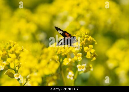Grapevine Epimenis Moth on Winter Cress Flowers Stock Photo - Alamy