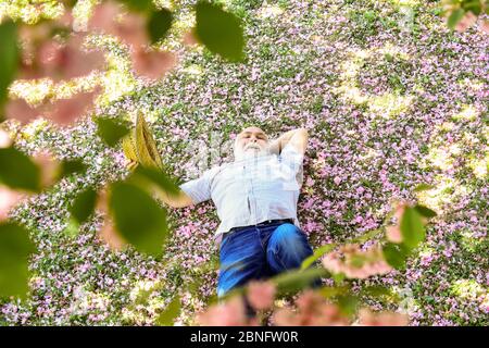 Happy spring day. grandfather smiling while watching pink sakura ...