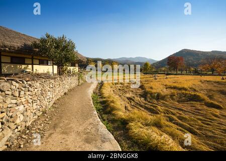 Beautiful autumn rice field and traditional thatched house. Traditional ...