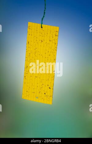 Yellow Sticky Insect Trap in the garden Stock Photo - Alamy