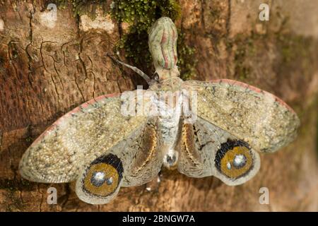 Lantern fly - (Machaca) - Fulgora lampetis - Costa Rica - Tropical dry ...