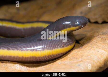 Koh Tao caecilian (Ichthyophis kohtaoensis) Thailand Stock Photo - Alamy