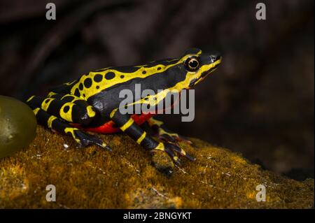 Pebas stubfoot toad / Lemon harlequin frog (Atelopus spumarius species ...