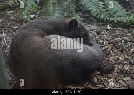 Wild fossa in Kirindy Forest, western Madagascar - full body view Stock ...