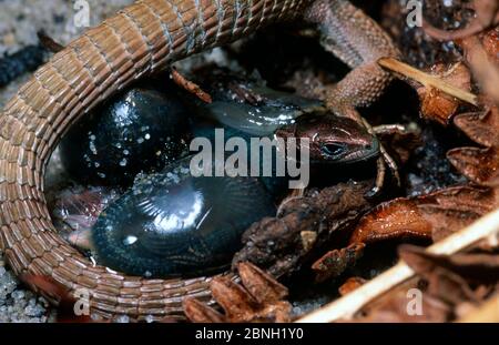 Common Lizard (Zootoca vivipara), giving birth to young in thin egg ...