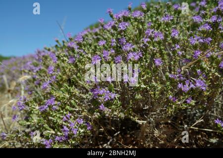 Clump of Headed thyme / Wild thyme flowers (Thymus / Coridothymus ...