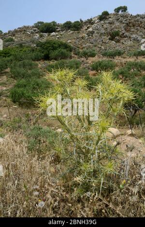 Soldier thistle (Picnomon / Cirse acarna) growing on rocky slope in ...