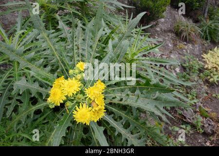 Anaga / Tree sow-thistle (Sonchus congestus), a Tenerife endemic ...