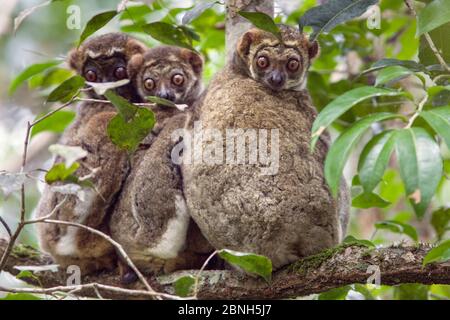 Woolly lemur or avahi, Madagascar Stock Photo - Alamy